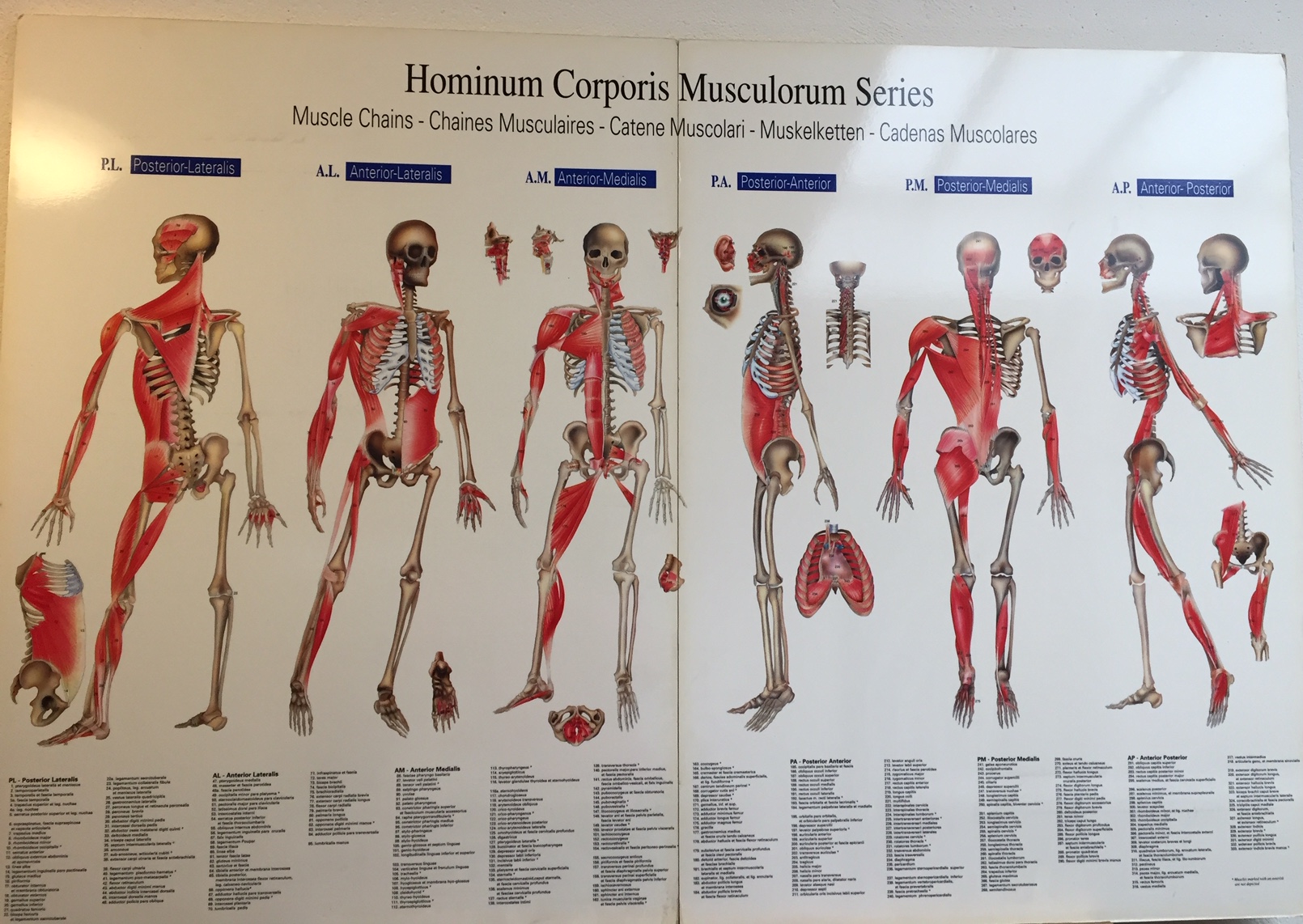 AFFICHE : LES CHAINES MUSCULAIRES - - (EAN13 : 9786000064105 ...